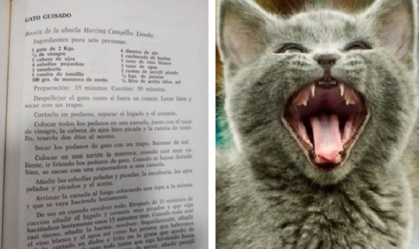 Una vieja receta de «gato guisado» revoluciona las redes
