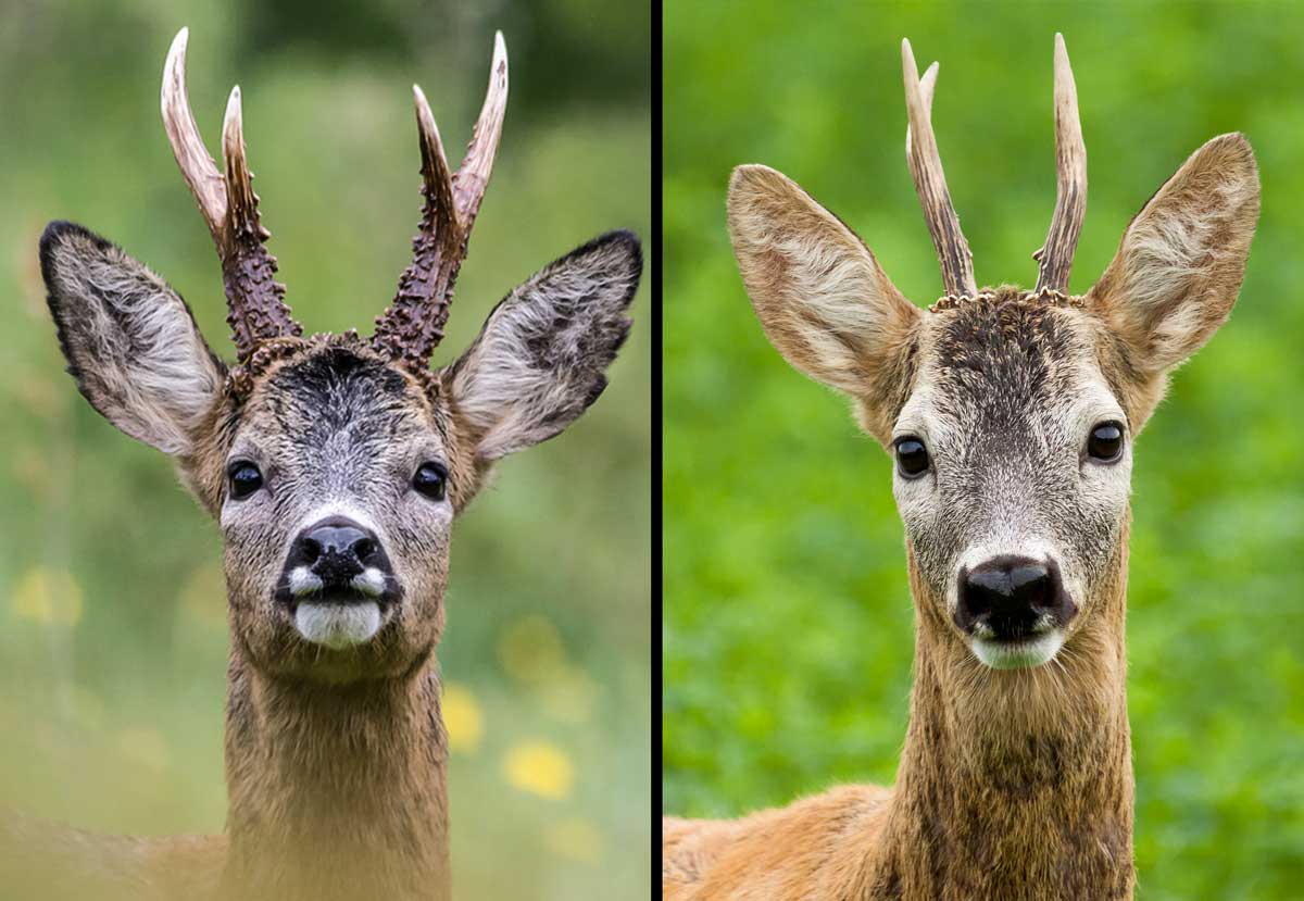 Cómo calcular la edad de un corzo por su dentadura