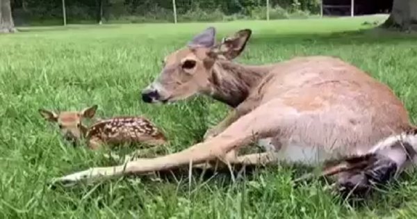 Este vídeo de una cierva pariendo cuatro gabatos emociona en las redes