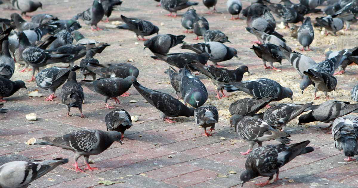 Cómo ahuyentar palomas. Una plaga muy molesta