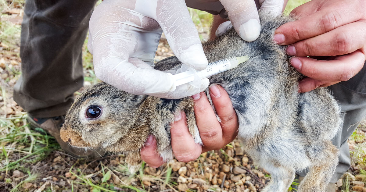 Virus RHDV1 K5, así es la nueva enfermedad que extermina a los conejos