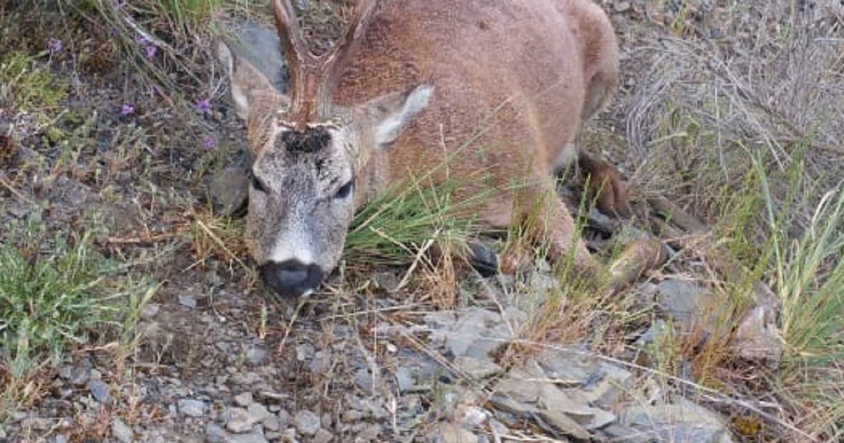 Un joven caza un raro corzo 'unicornio' con un trofeo en forma de Y