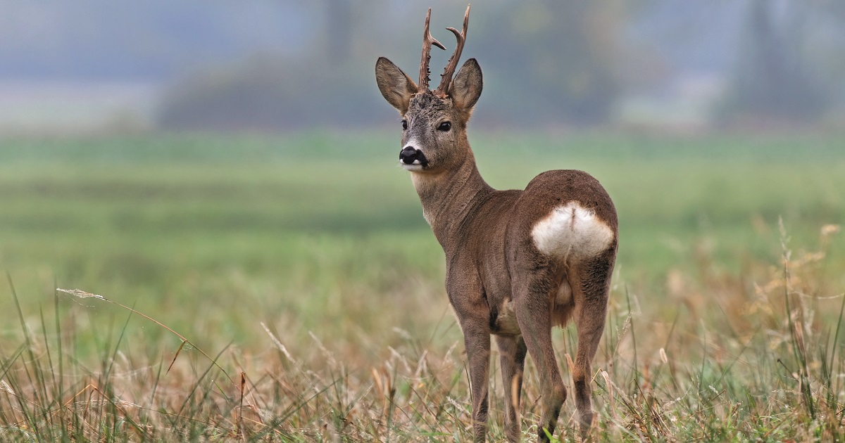 Corzos: 4 aspectos claves para adivinar su edad en el campo