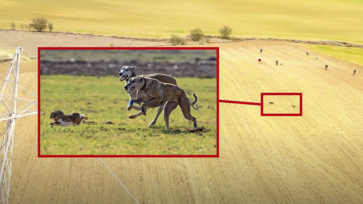 Así de impactante es una carrera de liebres con galgos a vista de dron