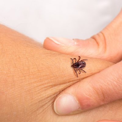 Cómo quitar correctamente una garrapata en cuatro sencillos pasos