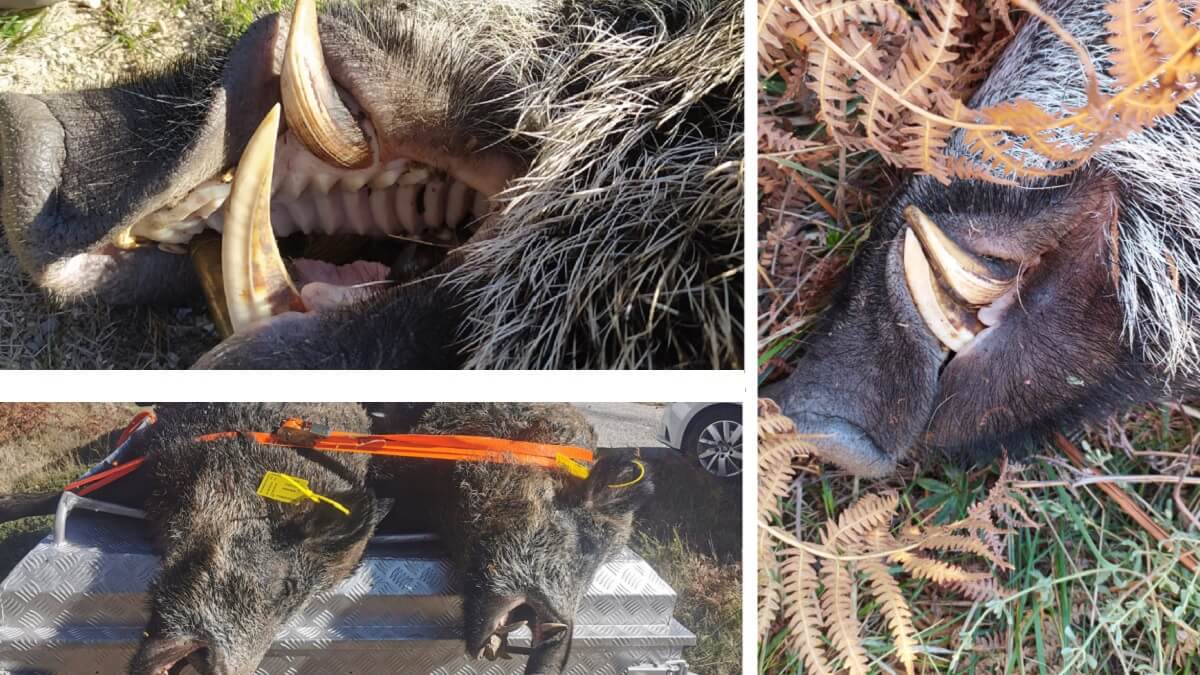 Cazan dos enormes jabalíes de más de 120 kilos «que compartían el mismo ...