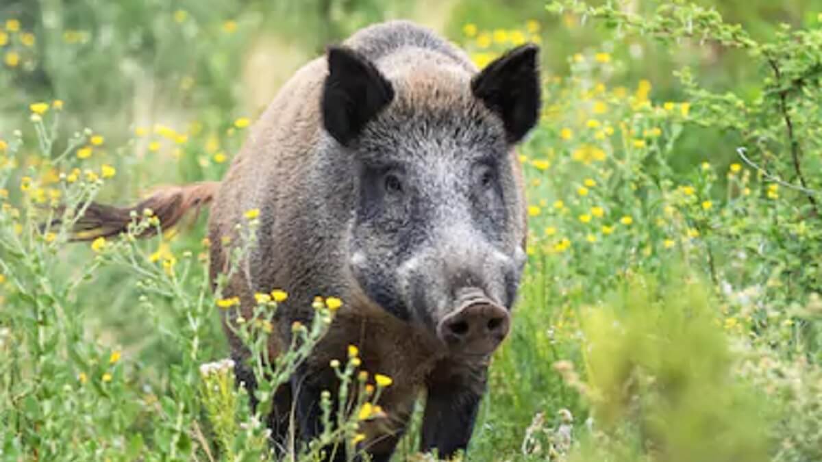 El jabalí perjudica a la vegetación y la biodiversidad de las áreas ...