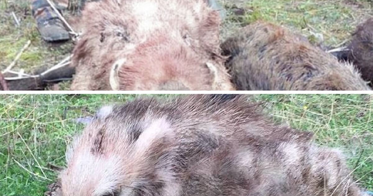 Cazados en España dos extraños jabalíes blancos en batida