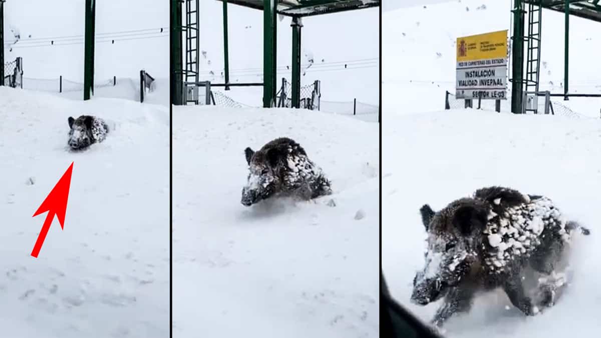 Un jabalí emerge de la nieve y está a punto de embestir a un coche en León