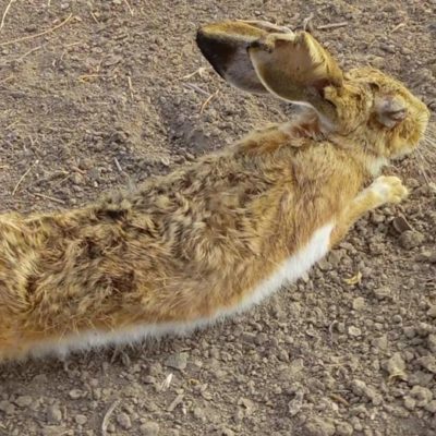 Detectada en Cuenca una liebre muerta en condiciones similares a las de Córdoba