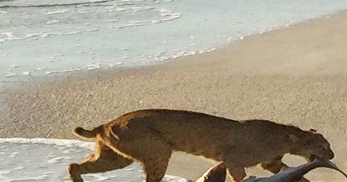 Fotografía a un lince pescando un tiburón y la instantánea se vuelve viral
