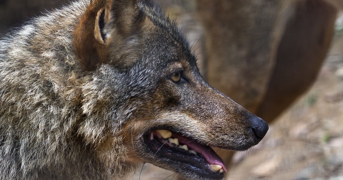 Los ganaderos alemanes podrán disparar al lobo si reciben su «amenaza»
