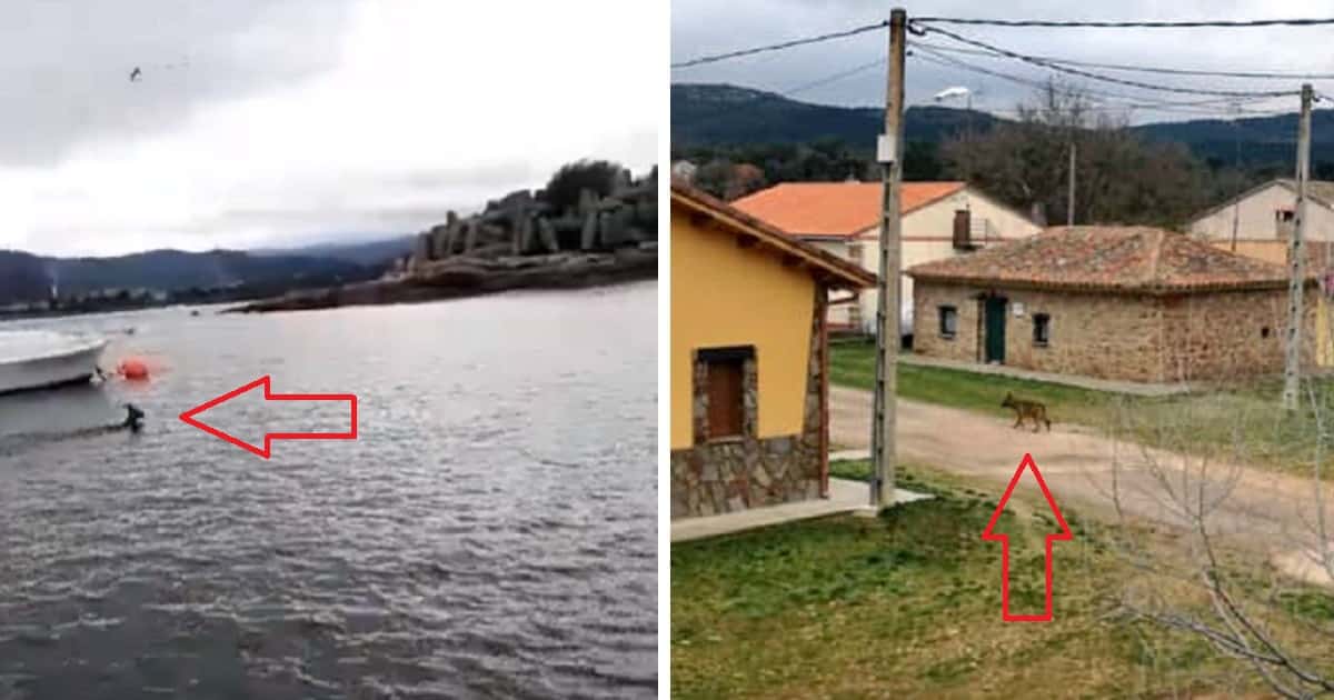 Un lobo en un pueblo y un corzo en el mar, las imágenes más raras de la ...