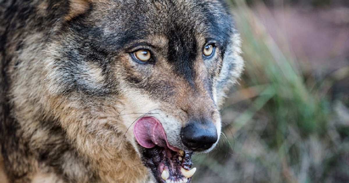 La población de lobo aumenta un 20% desde 2013 en Castilla y León