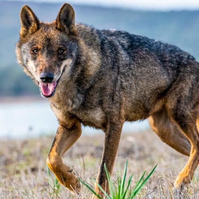 Un cazador graba por primera vez el ataque de lobo a un macho montés en ...