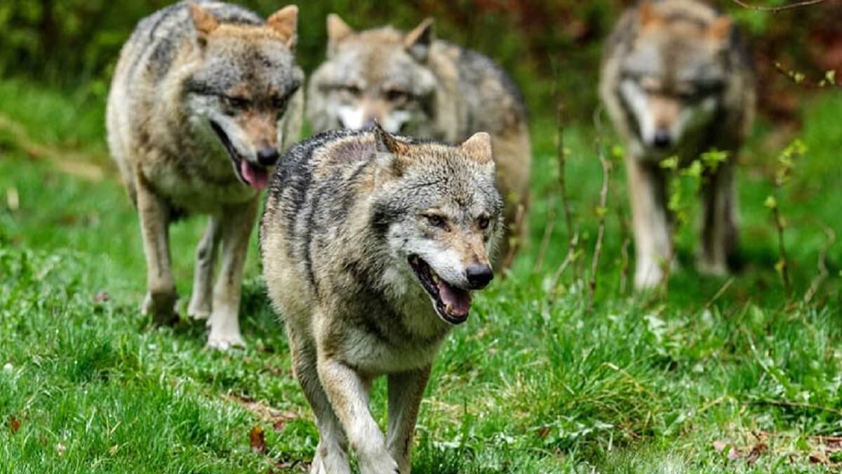 Suiza rebaja los requisitos para cazar lobos a pesar de tener 10 veces ...