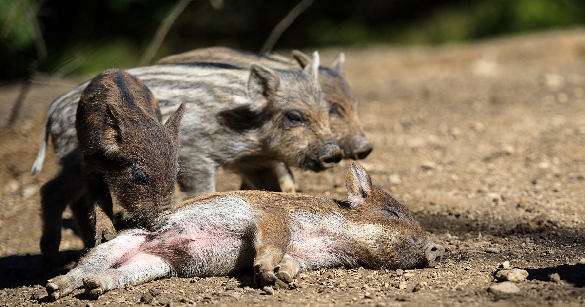 Así son las brutales medidas de control de jabalíes en USA