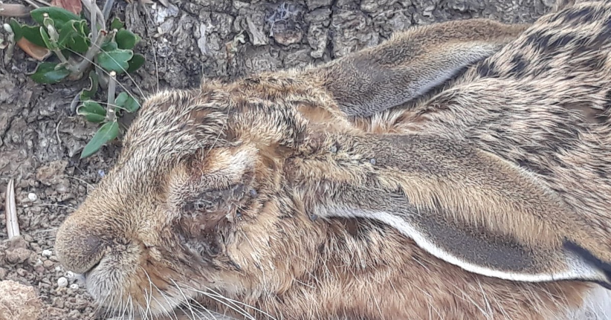 Mixomatosis: Las federaciones de Extremadura y Andalucía fijan ...