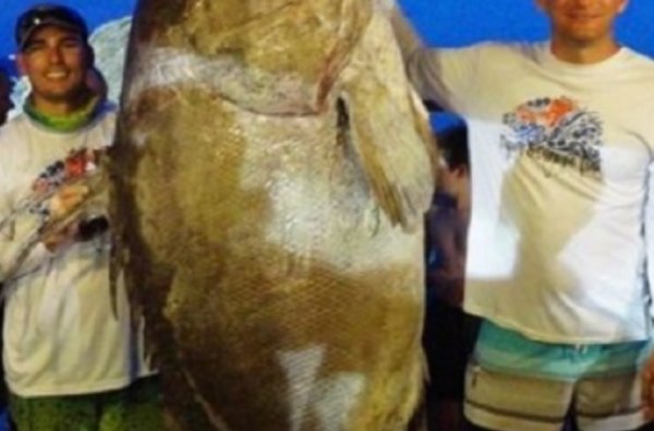 Pescan un posible nuevo récord de mero negro con más 185 kilos