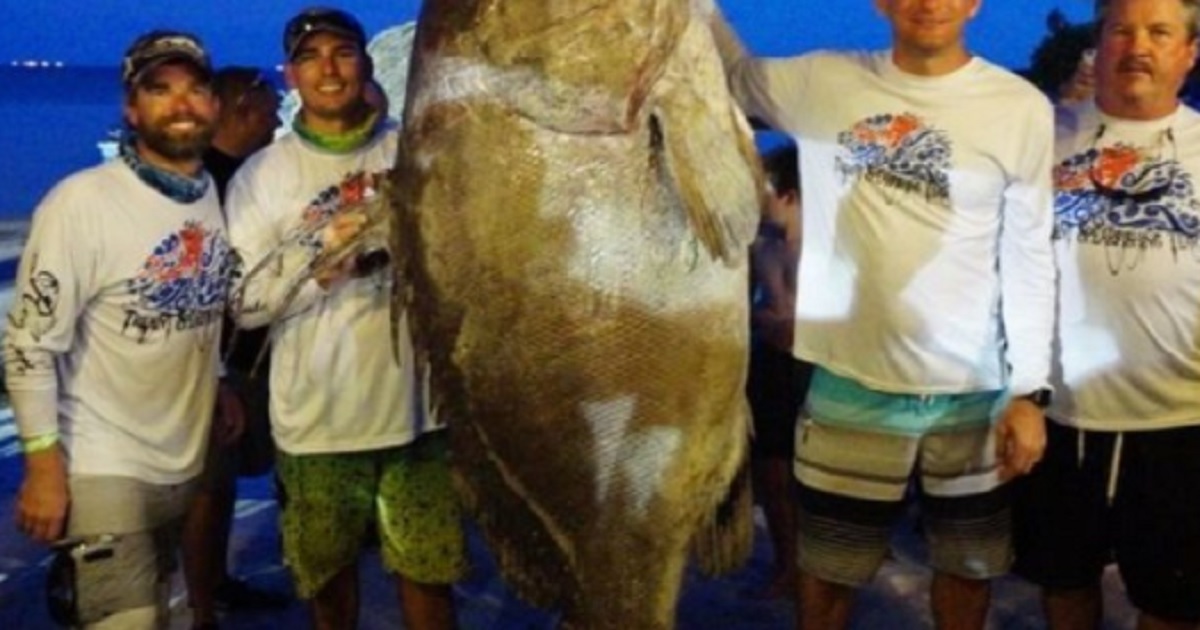 Pescan un posible nuevo récord de mero negro con más 185 kilos