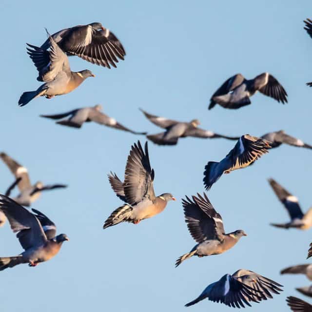 Estas son las rutas migratorias de la paloma torcaz en España: cada año ...