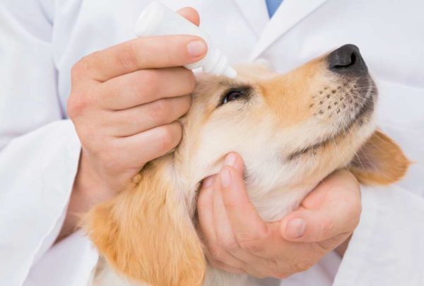 Cómo evitar que las espigas se claven a tu perro y cómo quitarlas