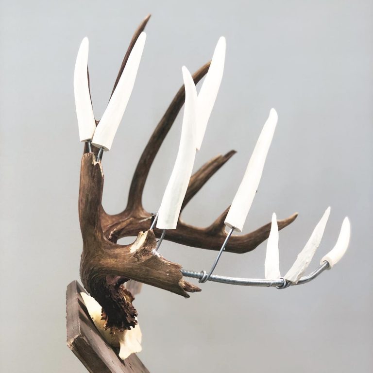 Así es el increíble proceso de reconstrucción de una cuerna de ciervo ...