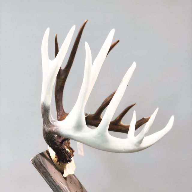 Así es el increíble proceso de reconstrucción de una cuerna de ciervo ...