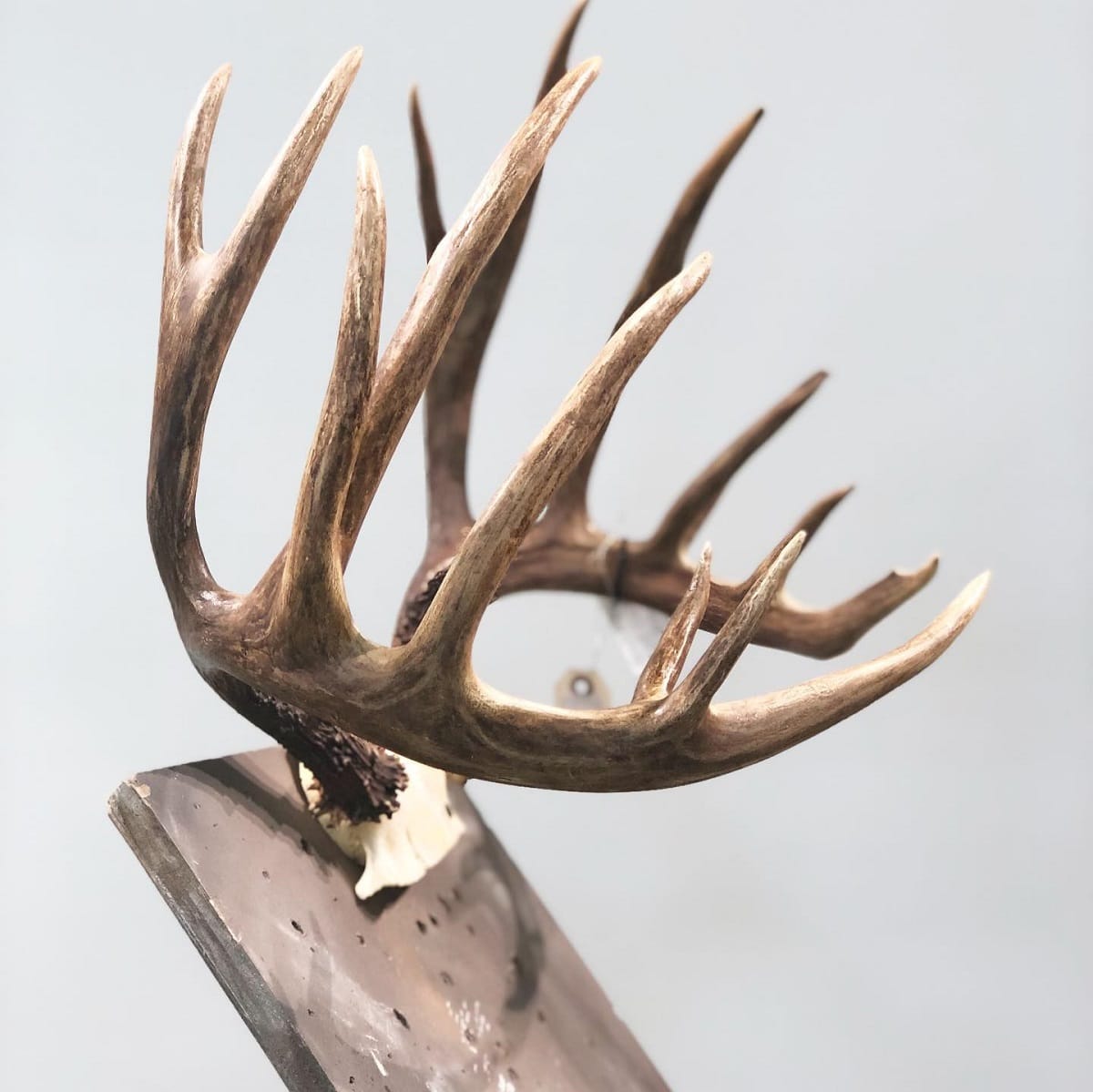 Así es el increíble proceso de reconstrucción de una cuerna de ciervo ...