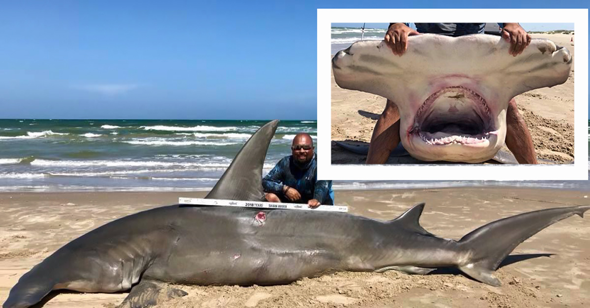 Un pescador captura un tiburón martillo de más de cuatro metros con su caña