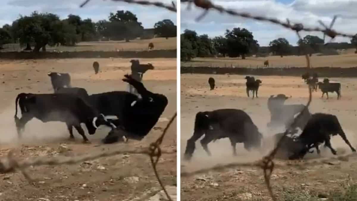 Esto es lo que pasa cuando un grupo de toros bravos enfurecidos se ...