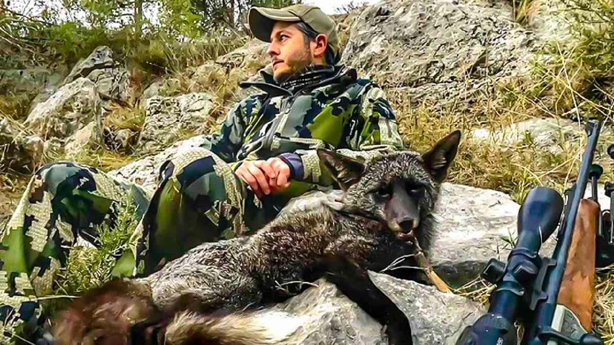 Caza un extraño zorro negro durante un rececho de arruí en Murcia